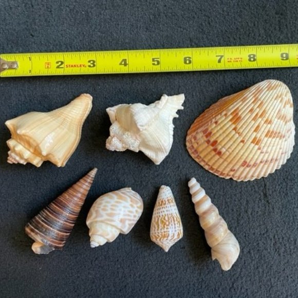 Mother Nature | Accents | 7 Large Unique Sea Shells Conch Babylonia ...